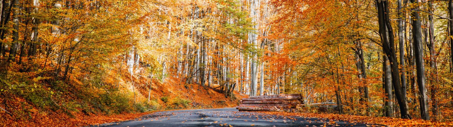 California Fall Drive: An Iconic Experience - Response Motors